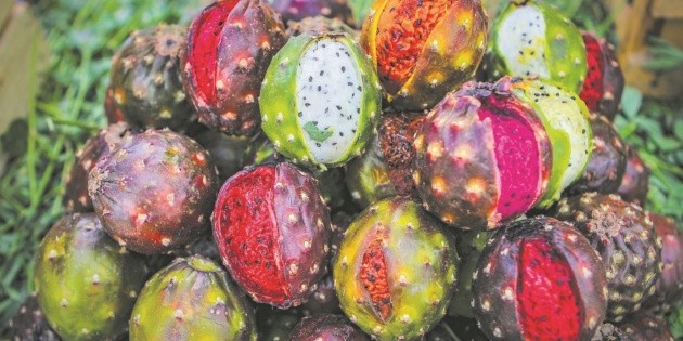 Disfruta de las pitayas, sus beneficios y recetas | El Informador