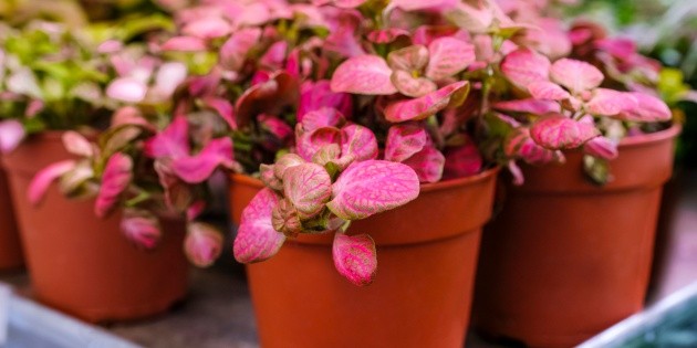 Plantas color rosa perfectas para interiores | El Informador