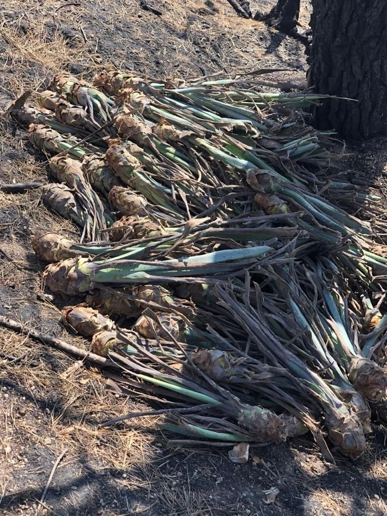 Seguridad en Jalisco: A prisión tres acusados de incendiar La Primavera ...