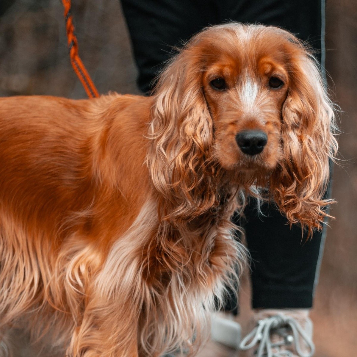 Son Infecciones De Oído Hongos Perros