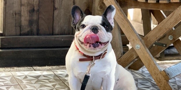 7 importantes características de los frenchies | El Informador