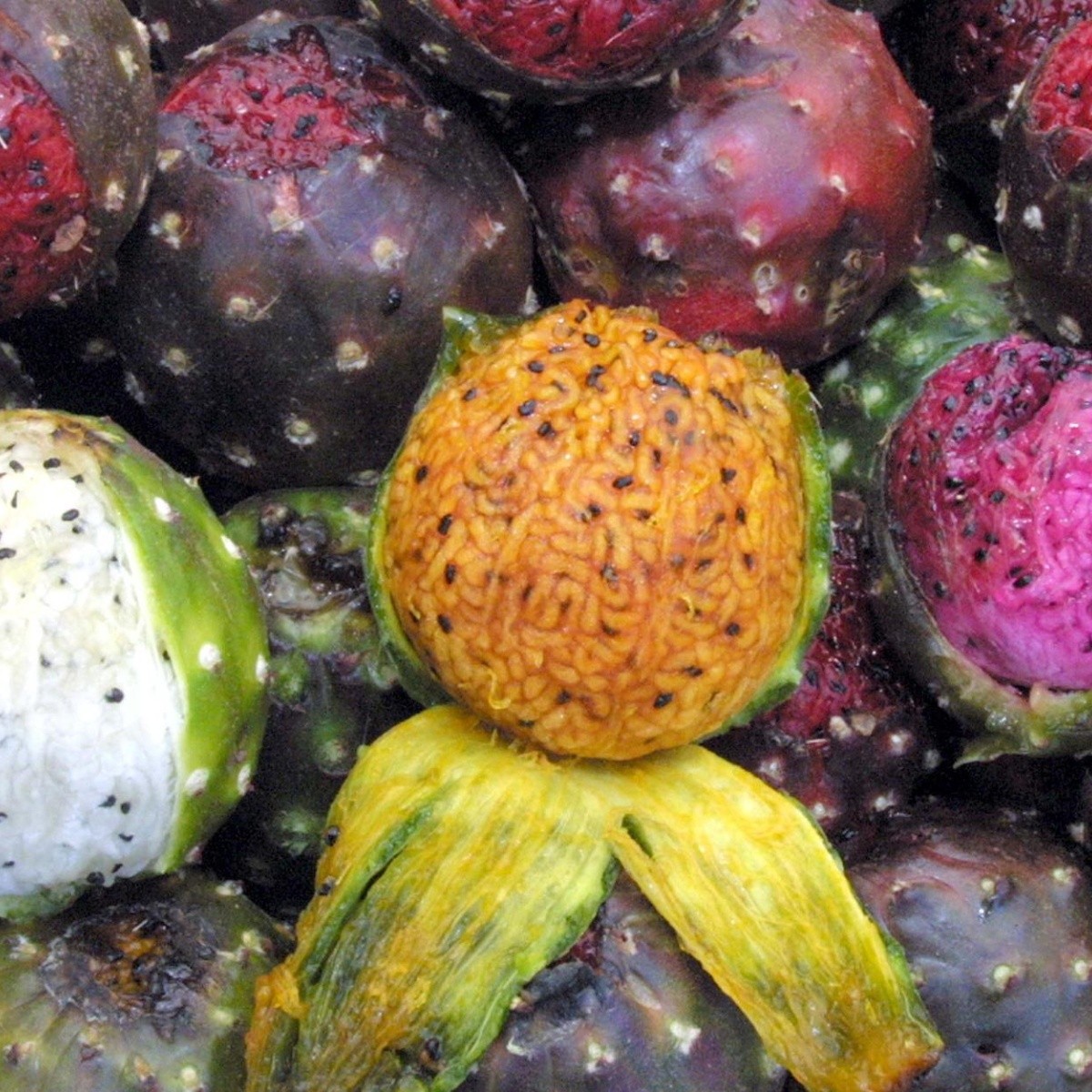 Pitaya Fruta Mexicana