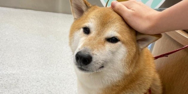 Cheems: El perrito viral de los memes está enfermo; esto sabemos | El ...