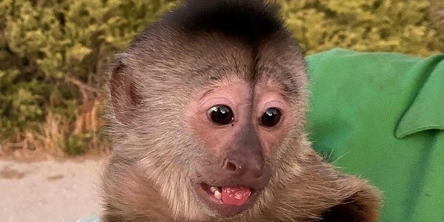 California: ¡Es una emergencia! Changuito llama al 911 desde el ...