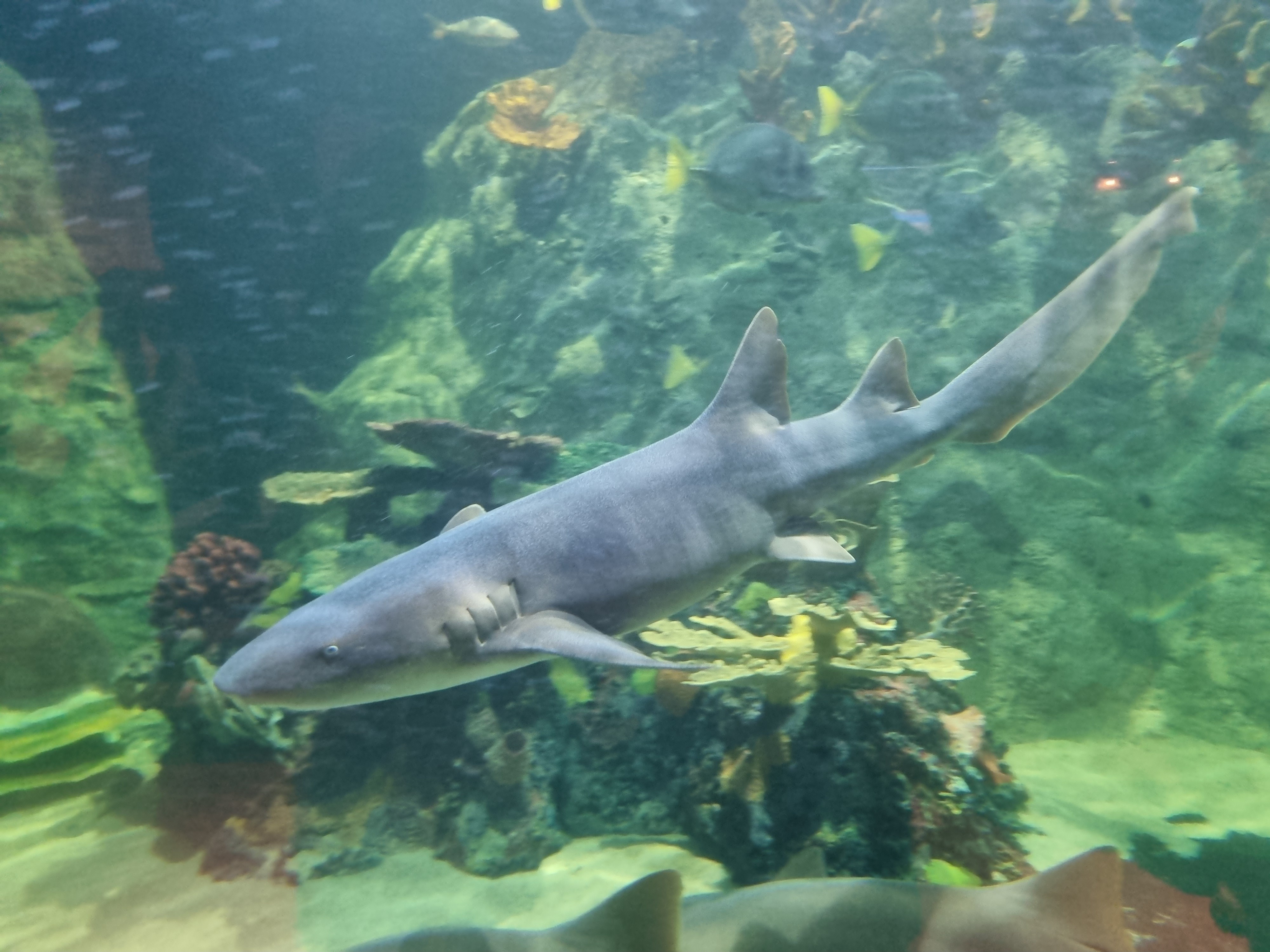 Sealand: Sumérgete en un nuevo acuario en Guadalajara; te decimos todos ...