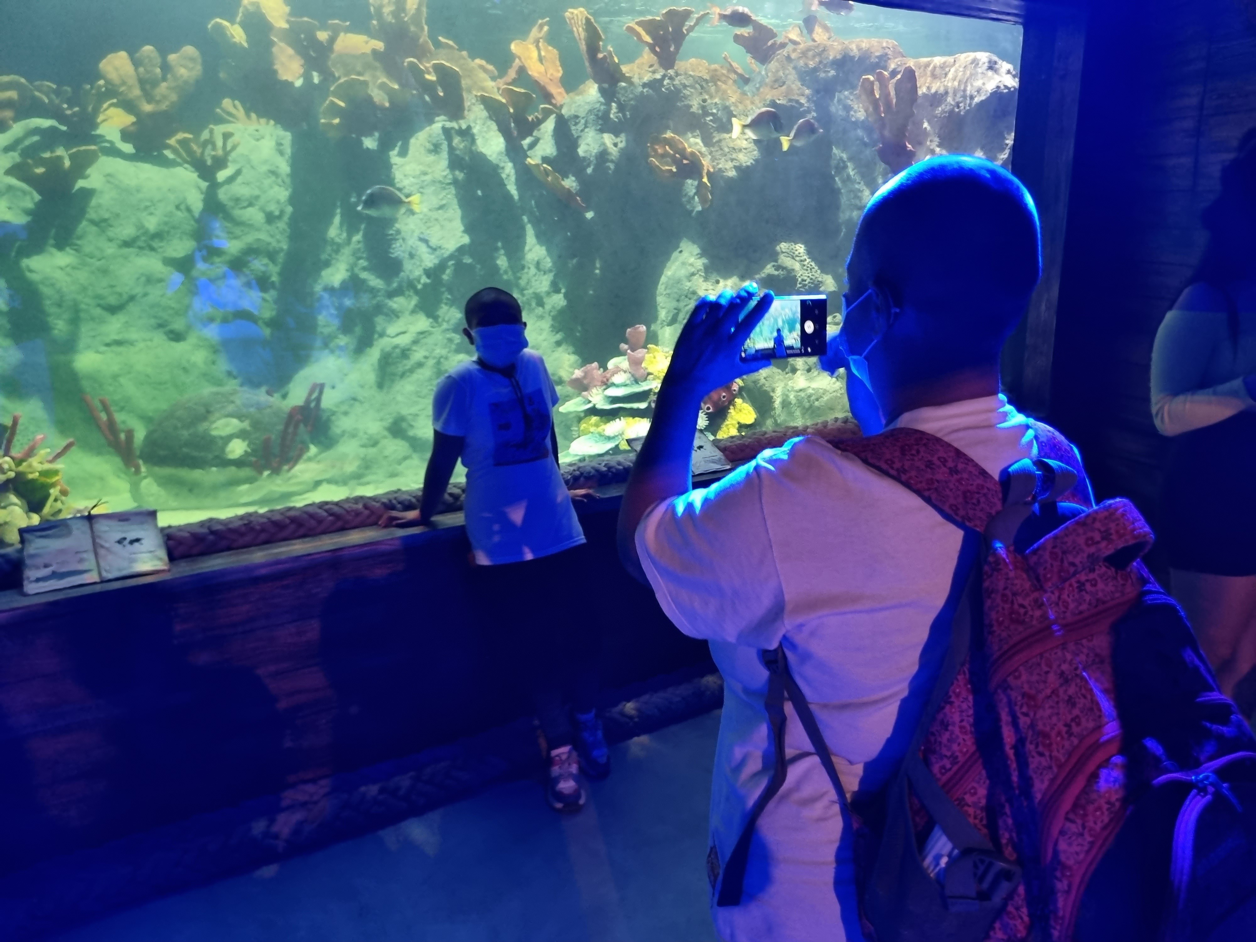 Sealand: Sumérgete en un nuevo acuario en Guadalajara; te decimos todos los detalles | El Informador