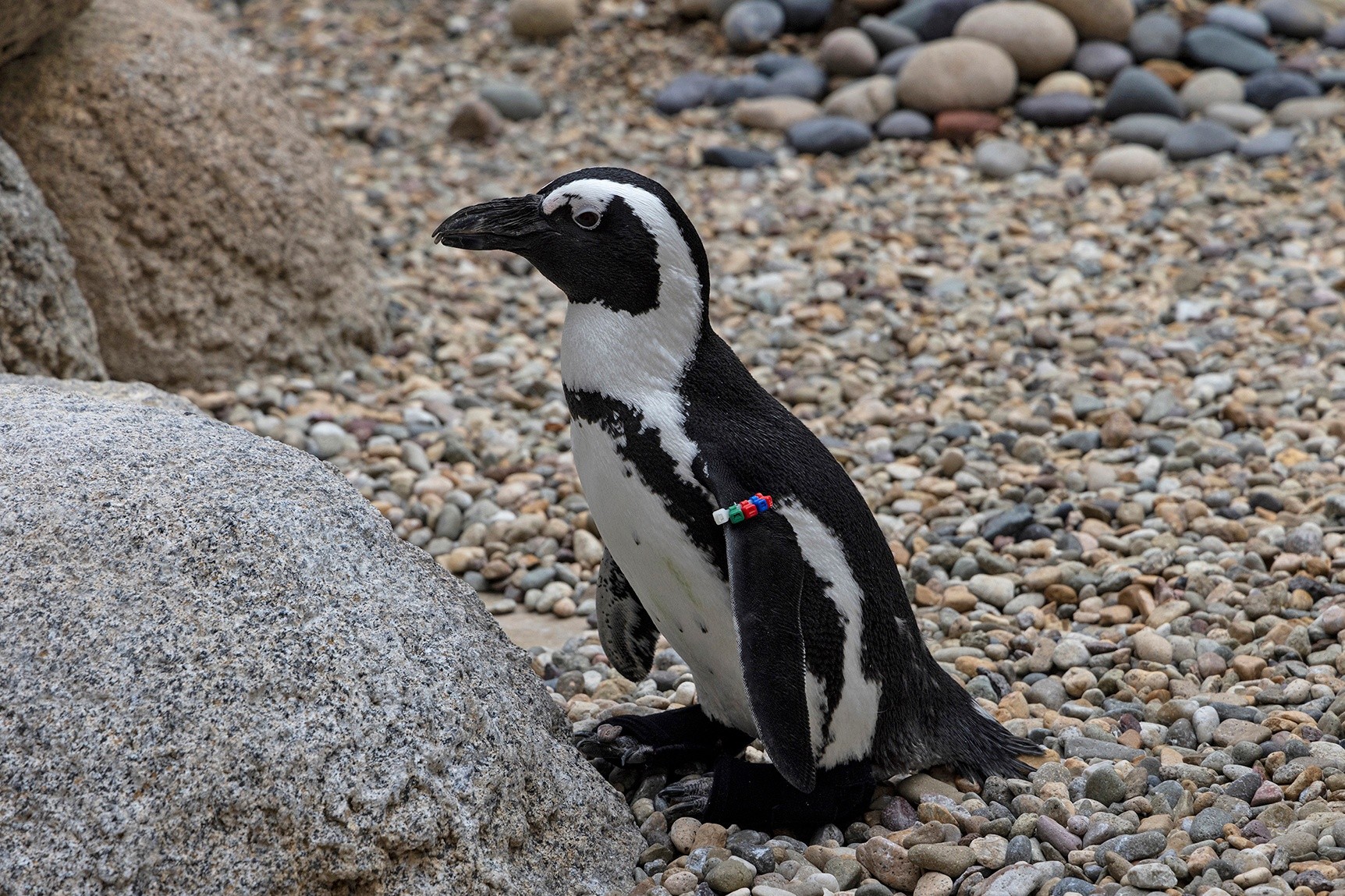 Animales: Este pingüino está de estreno con sus zapatos ortopédicos ...