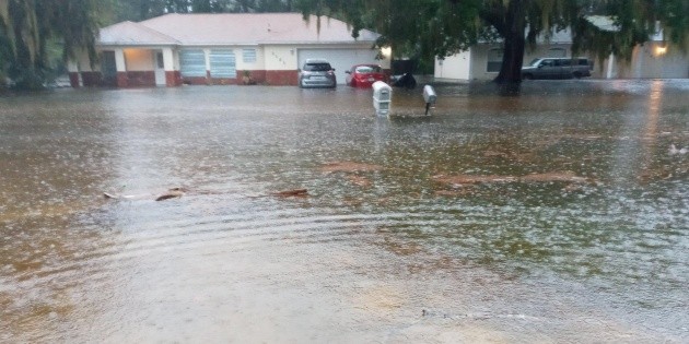 Florida: Luego del huracán Ian captan en video un pez grande en un ...