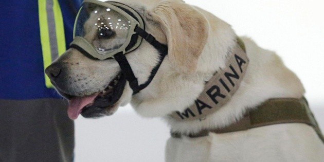 Frida: La perrita rescatista que inspiró murales, canciones y estatuas ...