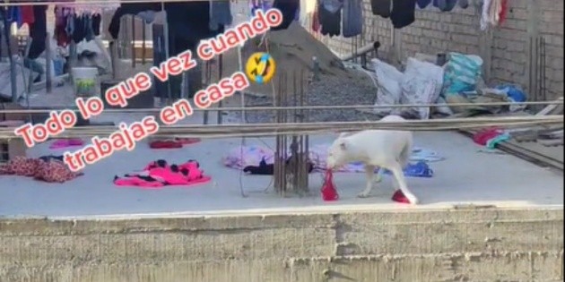 Viral: Lomito travieso: Perrito divierte en las redes sociales por ...