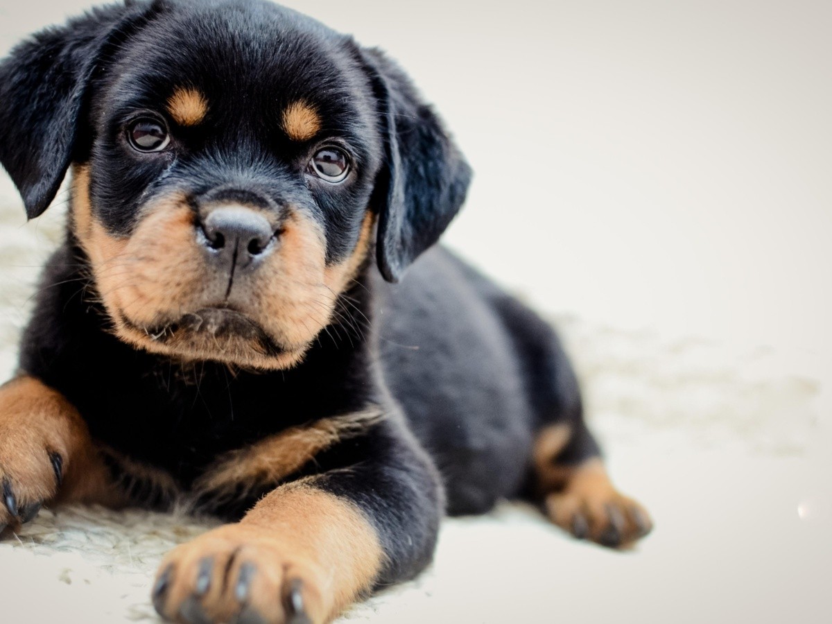 Cuando Empezar A Destetar Cachorros De Rottweiler