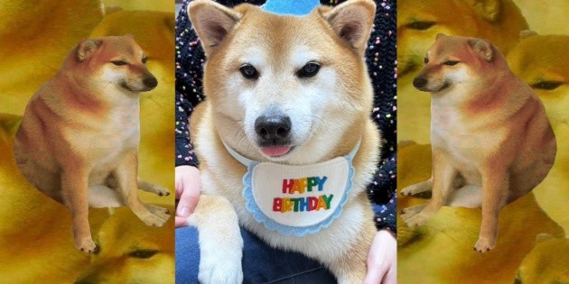 Viral: Así festejó Cheems, el perro de los memes, su cumpleaños número ...