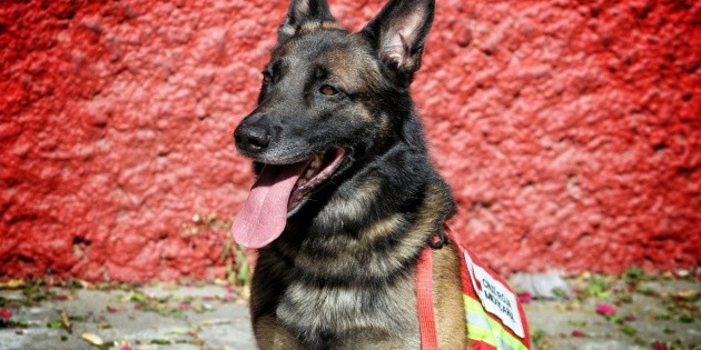 Terremoto: Conoce la historia de Rex, perro rescatista de la Cruz Roja ...