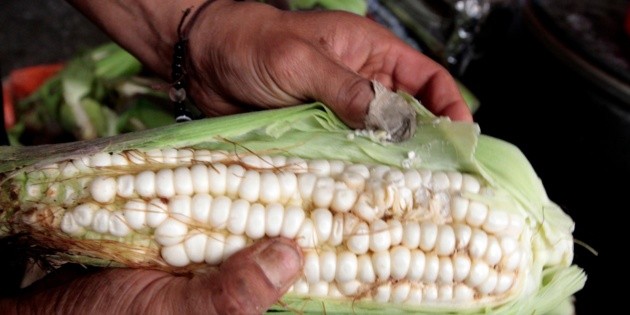 México y EU, con 6 meses para resolver tema de maíz transgénico | El ...