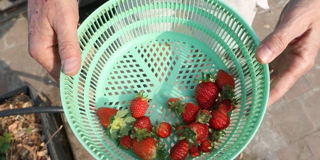 Fresas: Estos son los precios de cada estado de México | El Informador