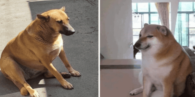 Viral: Este es el Cheems mexicano que toma las redes con memes (FOTOS ...