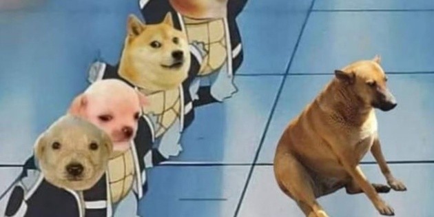 Ciudad de México: Descubren el 'Cheems' mexicano y se desata ola de ...