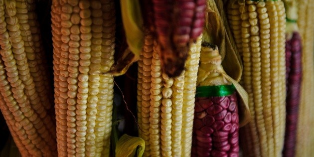 Feria del Elote en Tesistán: ¿Cuándo es y cuánto cuesta la entrada ...
