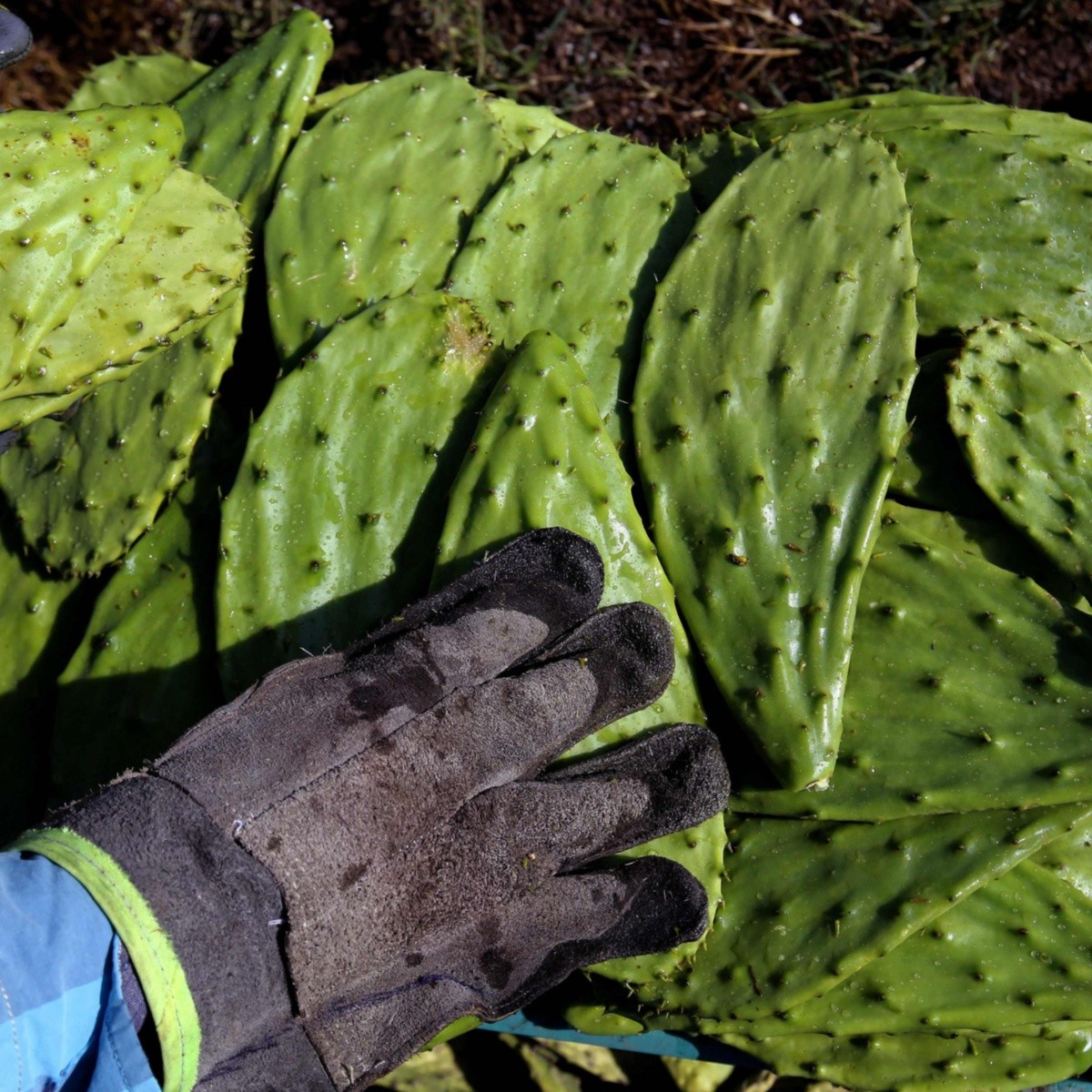 Para Que Sirve El Nopal