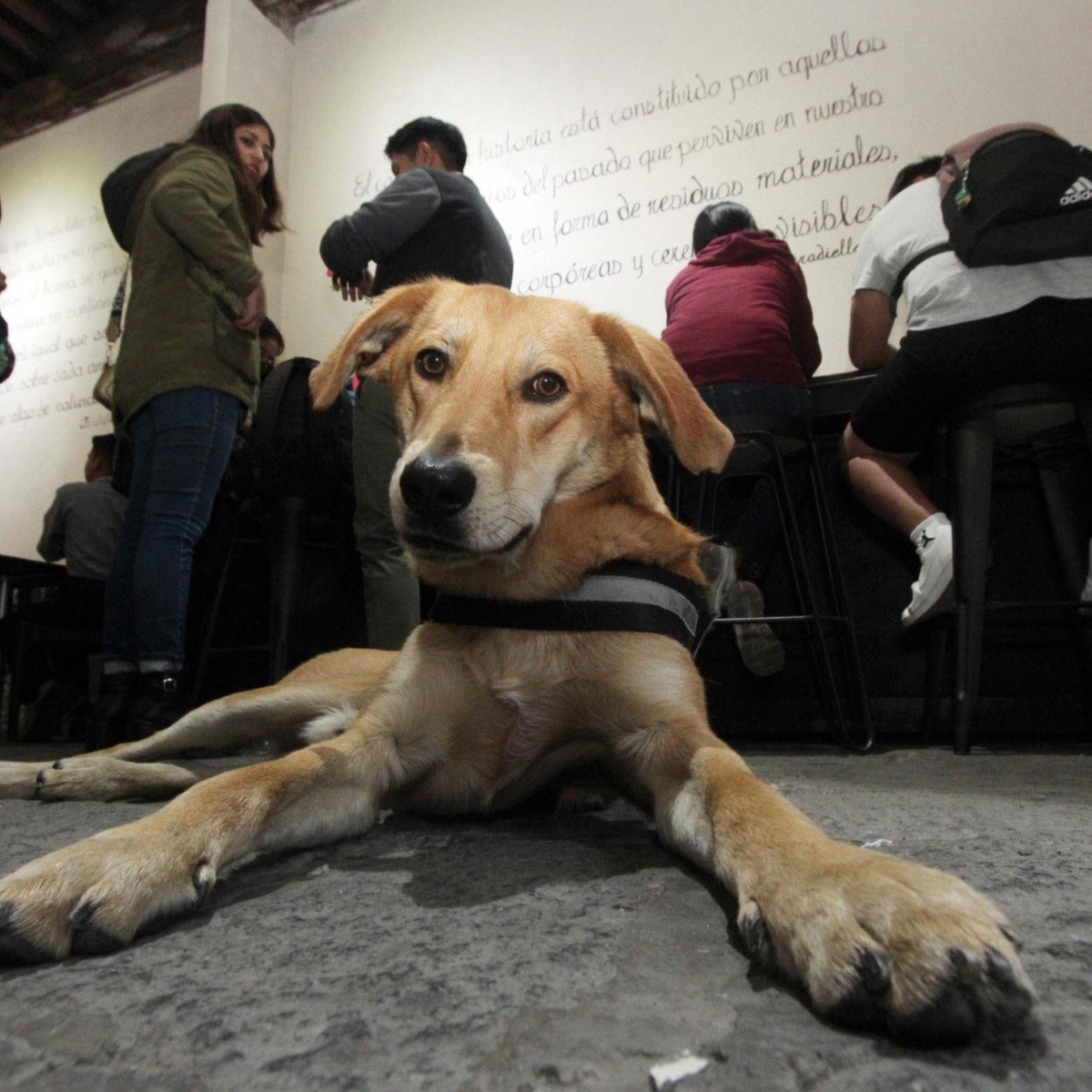 Por Qué Un Perro Se Llama Chucho