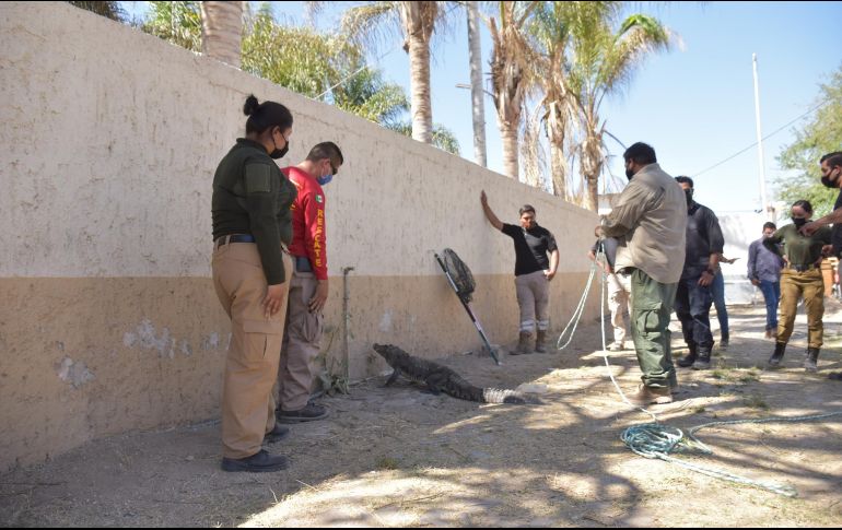 Tlajomulco: La Unidad de Rescate de Fauna de atiende a mil 800 animales ...