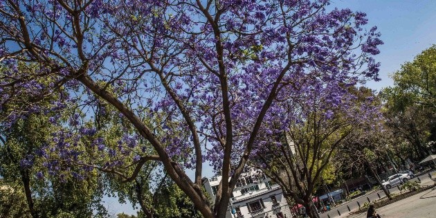 Clima: Qué es la primavera meteorológica y cuál es la diferencia con la ...