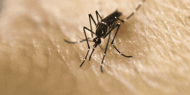 Dengue: Descubren impacto de crisis del clima en mosquito Aedes aegypti ...