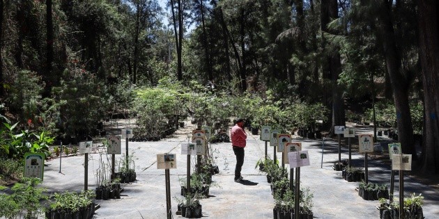 Bosque Urbano Extra va por un árbol por cada habitante | El Informador