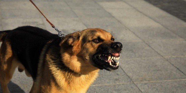 Esto es lo que debes de hacer si te ataca un perro | El Informador