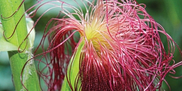 ¿Té de pelo de elote? Conoce los pros y sus contras | El Informador