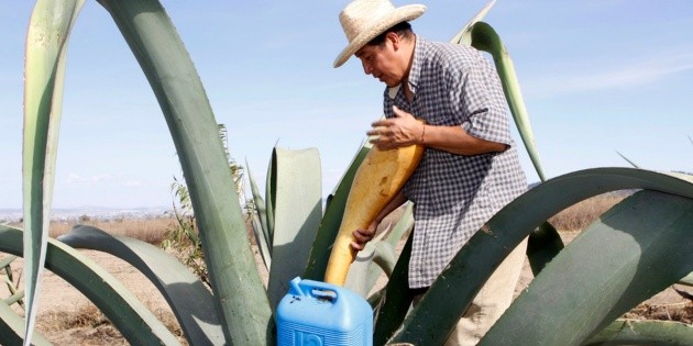 Aguamiel: Conoce sus increíbles beneficios para la salud | El Informador