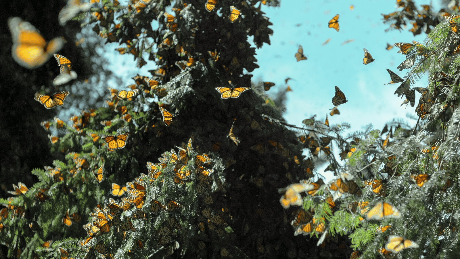 El documental El Guardián de las Monarcas se estrenará en Netflix ...