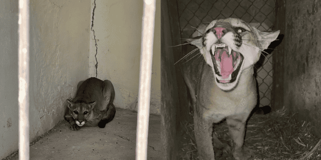 Jalisco: ¿Un lindo gatito? Captan a Puma dentro de una casa (VIDEO ...