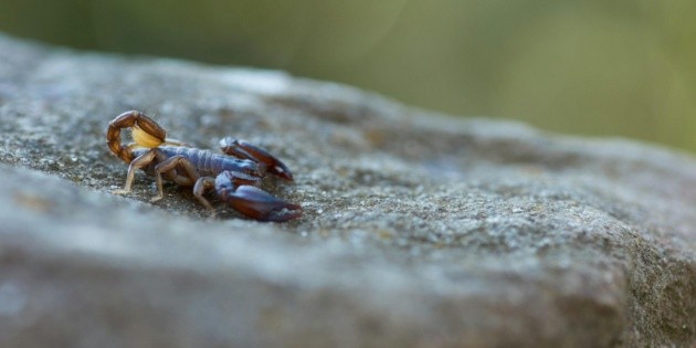 Clima: Las plagas de insectos que se propagan con el calor | El Informador