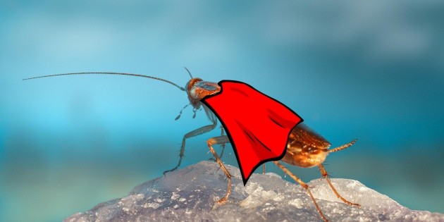 Temporada de calor: ¿Qué es una "súper cucaracha" y cómo eliminarla ...