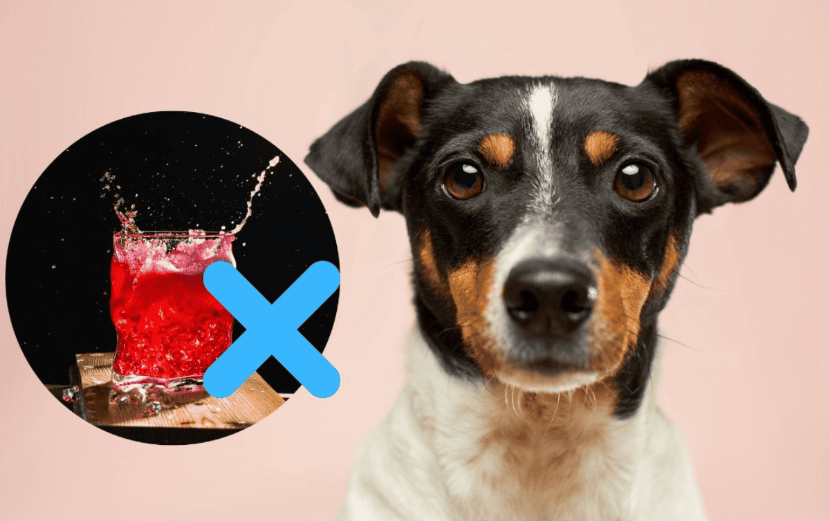 Puedo Usar Alcohol En El Perro