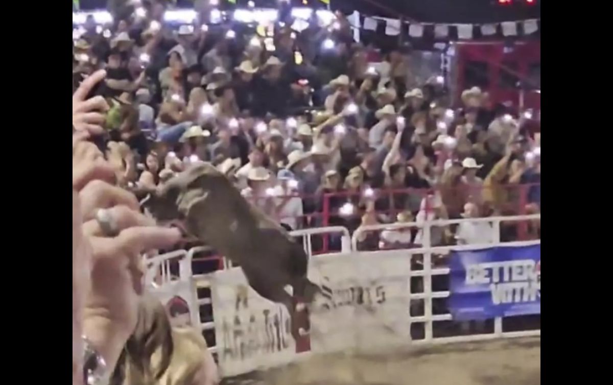 Toro de rodeo salta valla de arena de Oregon; deja 3 personas heridas ...