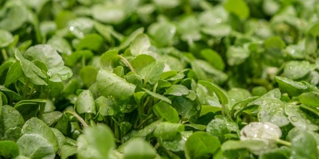 Salud: El berro, una buena fuente de fibra dietética que puedes incluir ...