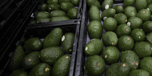 Negociaciones intensas para reanudar exportaciones de aguacate y frutas a EU | El Informador