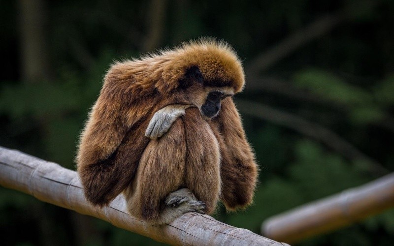 Estos son los animales de la selva en peligro de extinción en 2024 | El ...