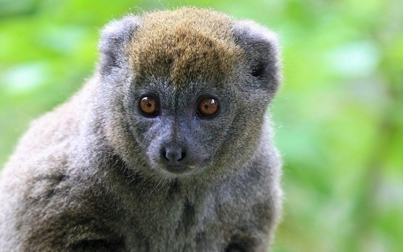 Estos son los animales de la selva en peligro de extinción en 2024 | El ...