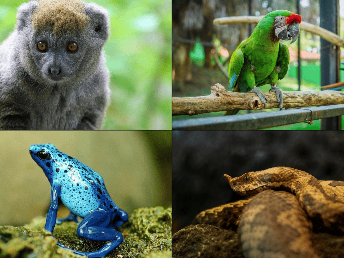Animales En La Selva Tropical