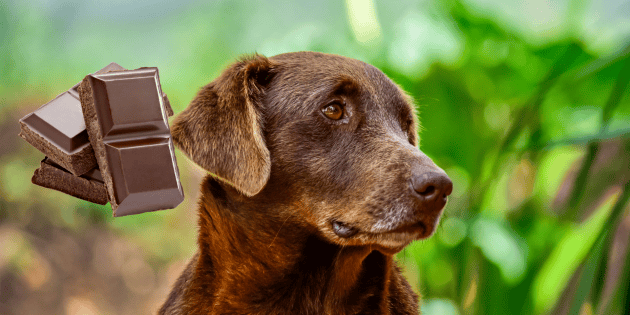 Mascotas: ¿Qué debo de hacer si mi perro come chocolate? | El Informador