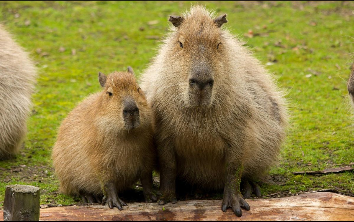 Capibaras: Estas son las razones por las que son tan amigables | El ...