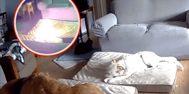 Viral: ¿Qué pasó con el perrito que causó incendio por morder una ...