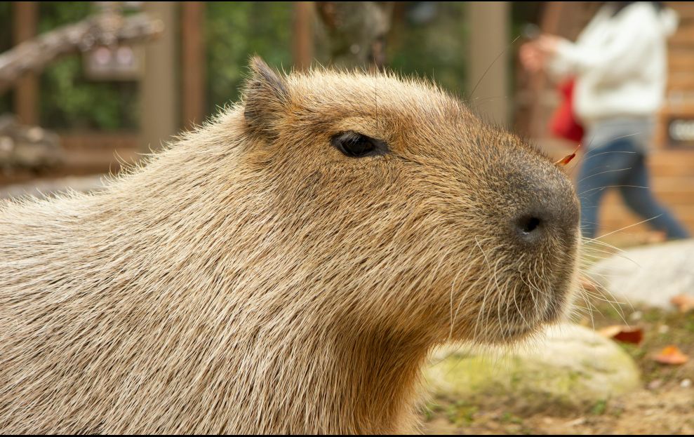 Capibaras: Curiosidades que no conocías sobre los roedores más grandes ...