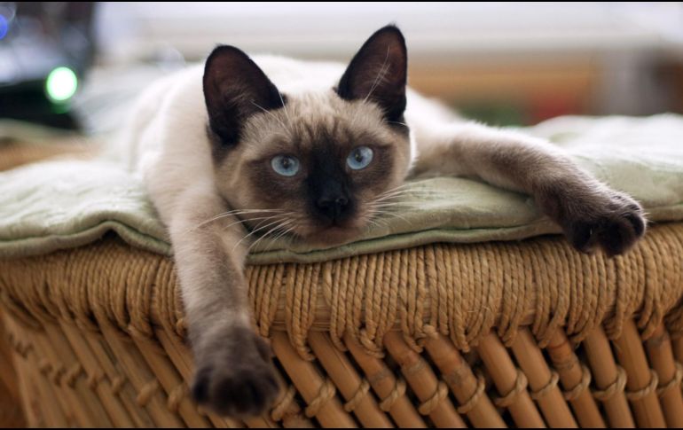 Gato Siamés: Origen, características y cuidados | El Informador