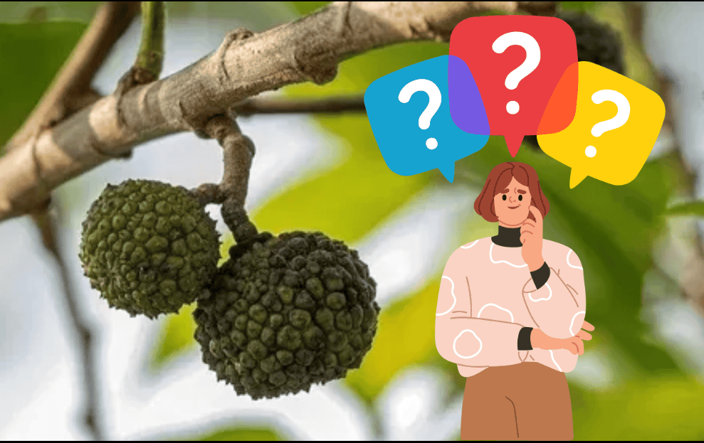 Guásimo: ¿Para qué sirve la semilla de este árbol? | El Informador