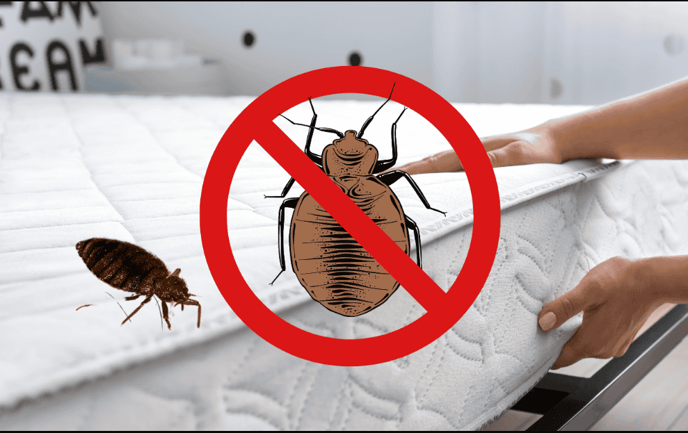¿Cómo eliminar chinches de tu colchón de forma fácil y rápida? | El ...
