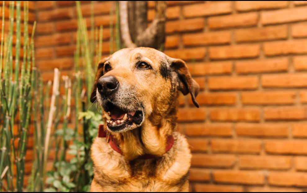 ¿Por qué ladra mi perro? Estas son las principales razones | El Informador